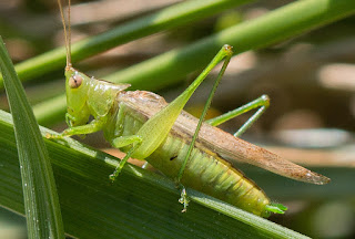 Paradise: Katydid