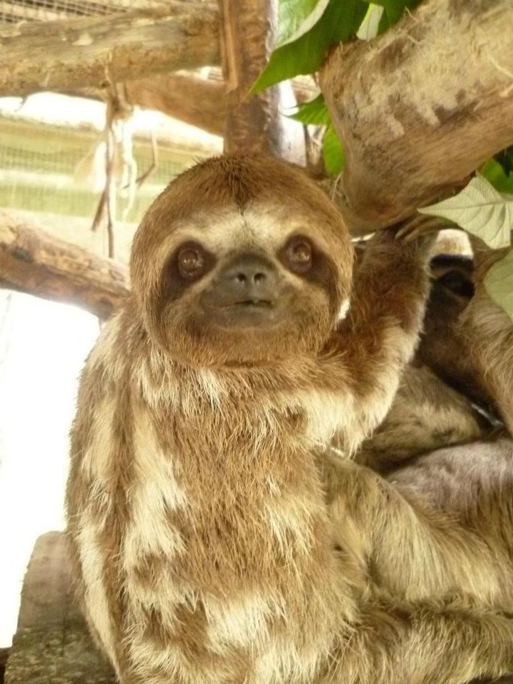 ANPP Animales y Plantas de Perú: Perezoso - Choloepus hoffmanni