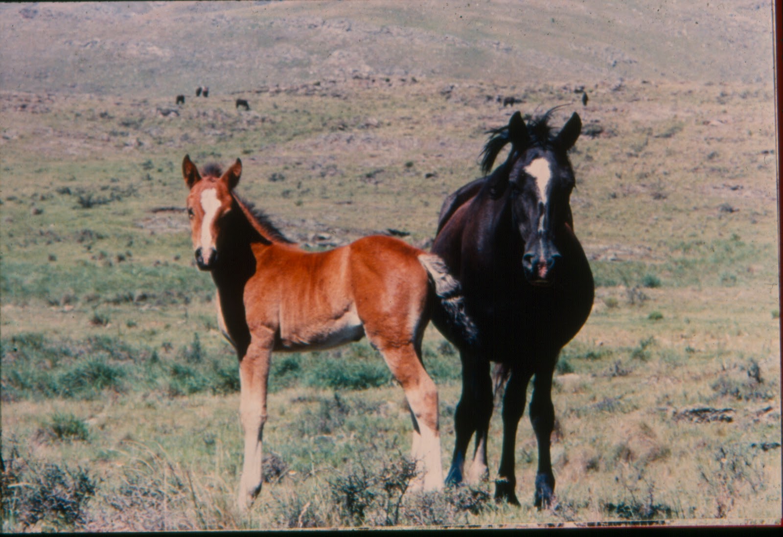 CABALLOS CIMARRONES ECOLOGÍA Y MANEJO EN ARGENTINA: junio 2012