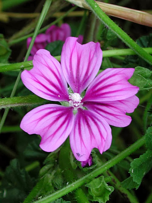 Mallow Essential Applications And Properties | Healthy Tactic