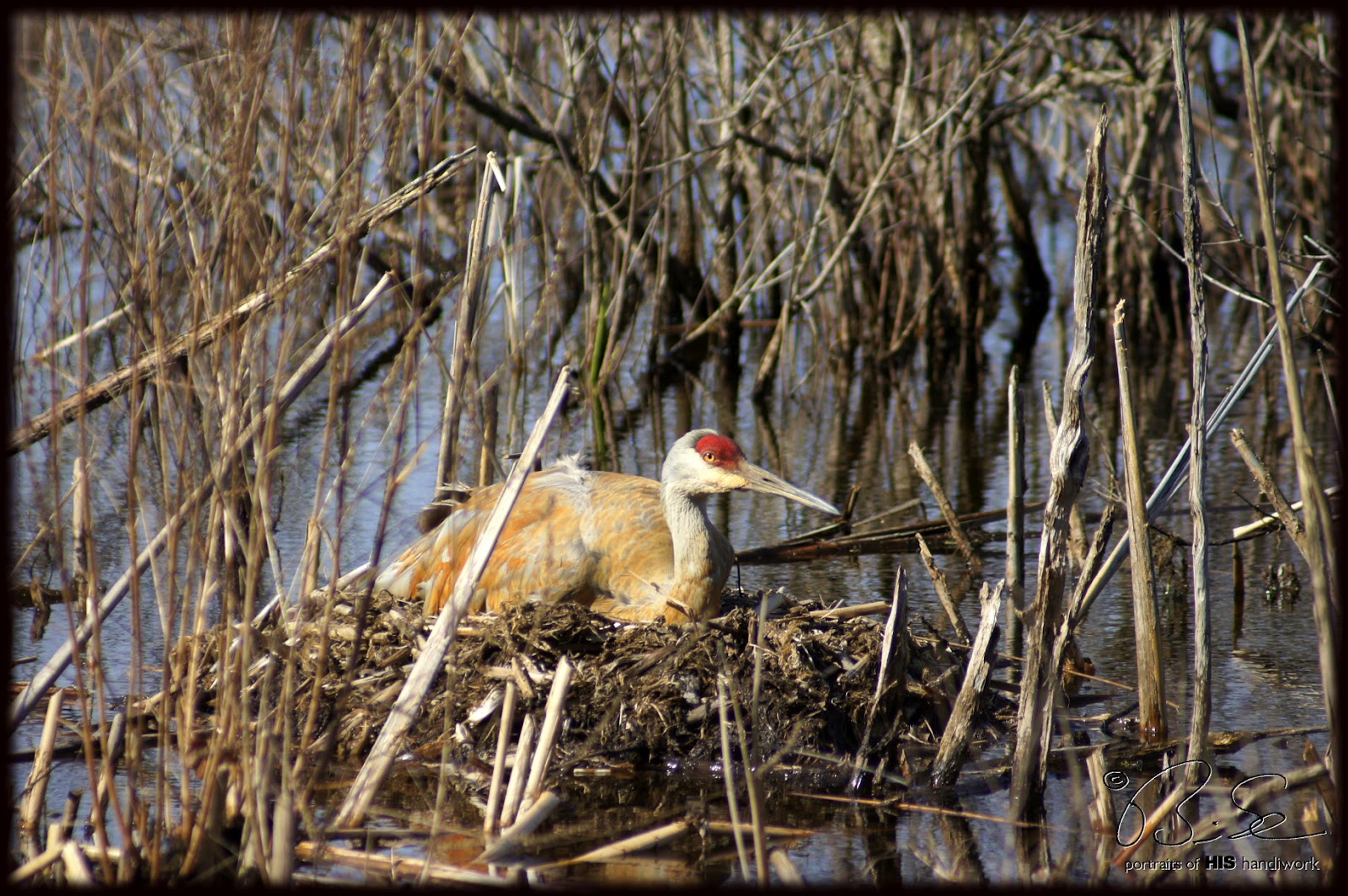 portraits of HIS handiwork: Nesting Sandhill Crane