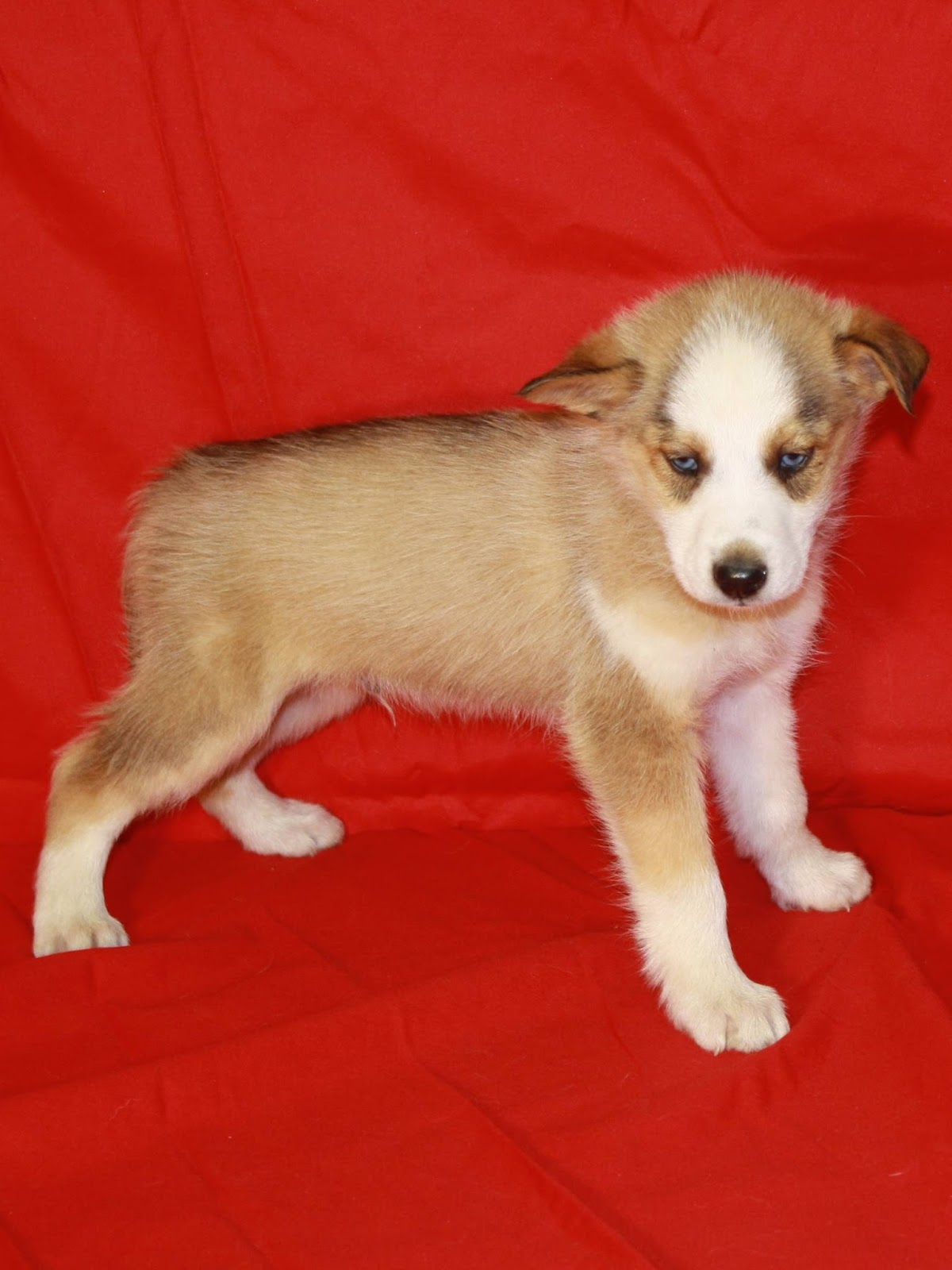 The SP Kennel Dog Log: 8 Week Old Puppy "Shots"