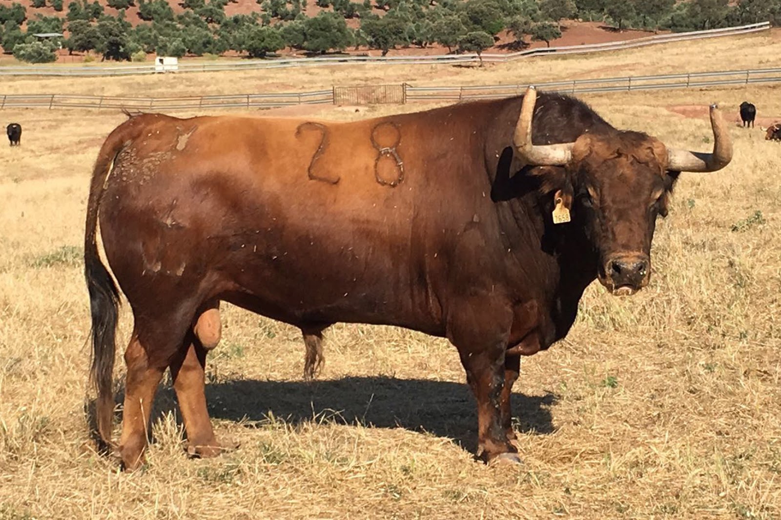 feriataurina.es: LOS TOROS DE MAÑANA EN TARAZONA DE LA MANCHA CON ...
