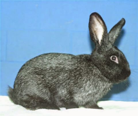 กระต่าย กระต่ายแคระ และการเลี้ยงกระต่าย: กระต่ายพันธุ์เบบเฟอร์น ...