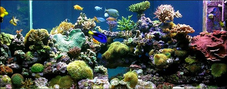 Aquarium Air Tawar - Pesona dan Keindahan ~ Blog Akvodecor.com
