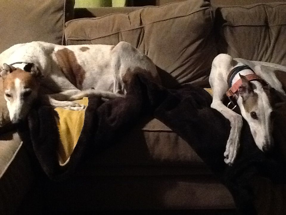 Northern Lights Greyhound Adoption Dog Blog: NLGA Photo Roundup ...