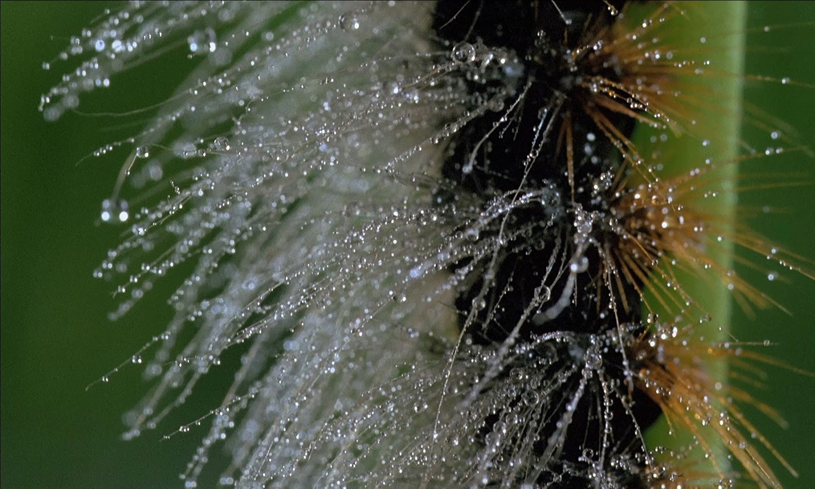 The Beautiful Film Frames: Microcosmos (1996) Blu-Ray Screenshots