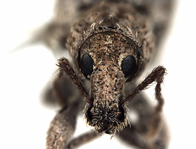 The Praise of Insects: PhD week 11: Mouthparts