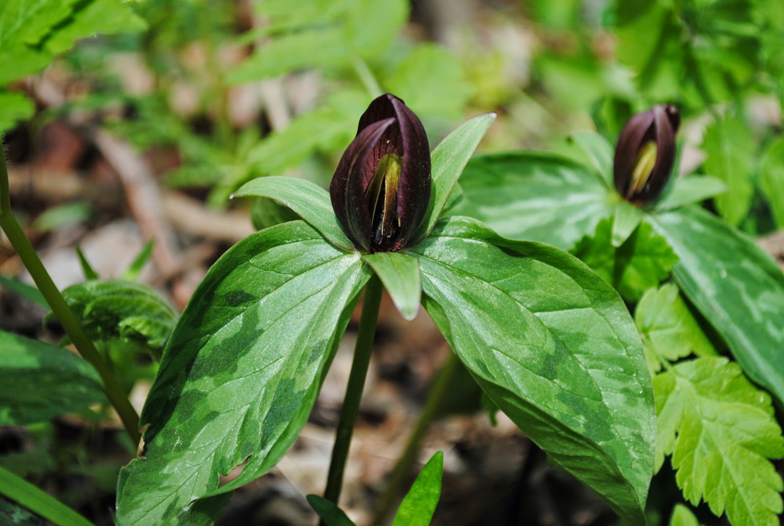 West Virginia Native Wildflowers-The Big Year, 2013: Wild, Wonderful ...