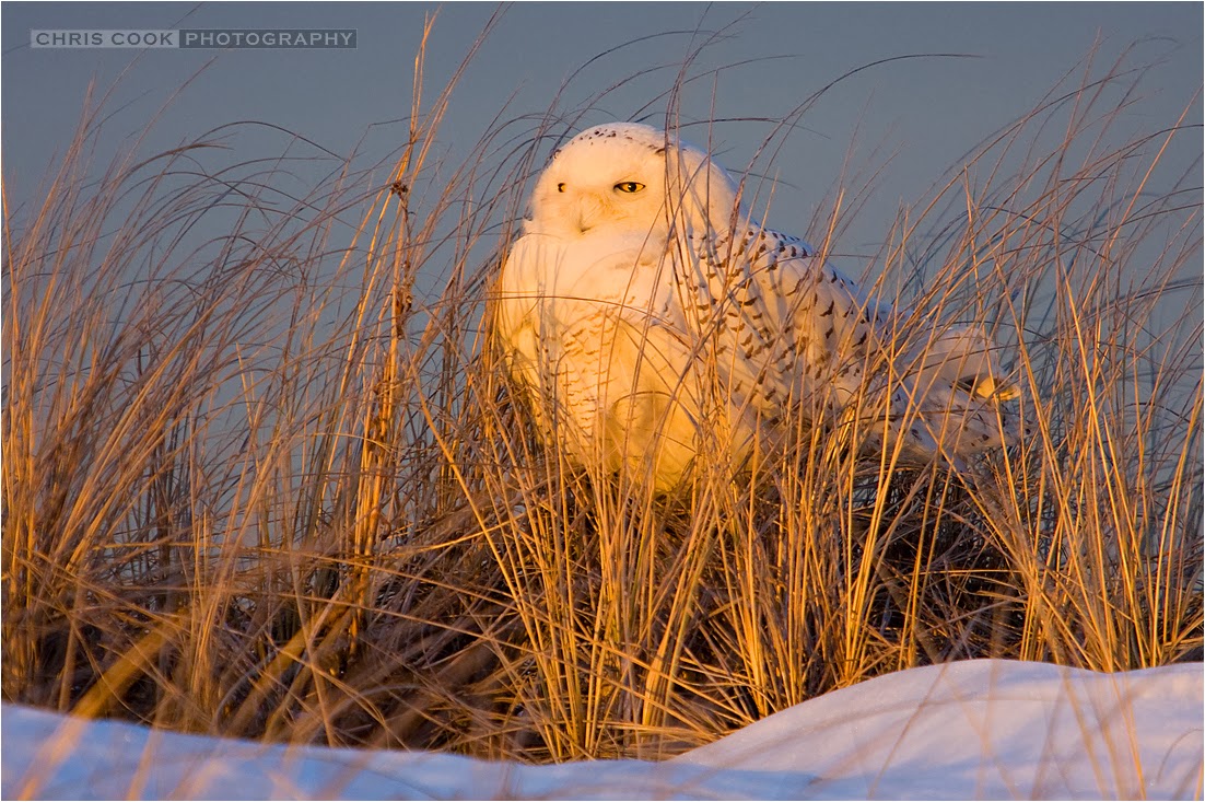 Chris Cook Photography: Snowy Owl at Sunset