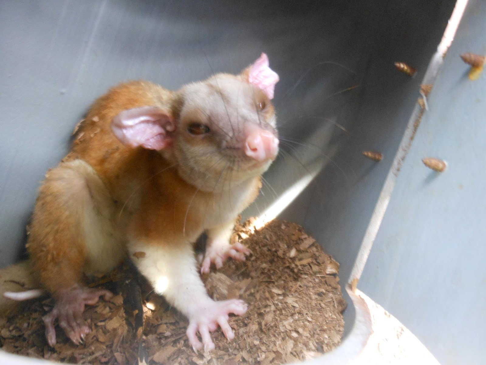 Report from the Field: Yellow-Naped Amazon Nests
