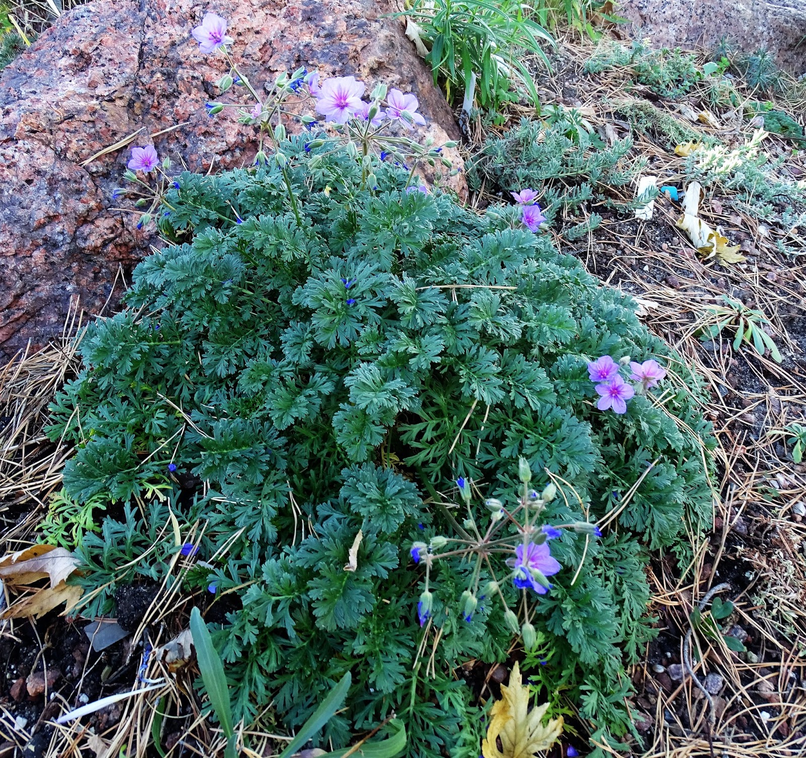 Prairiebreak: A heavenly Storksbill...Erodium absinthoides ssp.