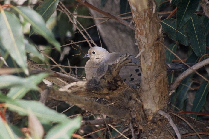 Nesting platform for doves and robins