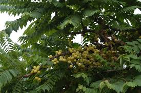 AMALAKI (Phyllanthus emblica, Emblica officinalis)