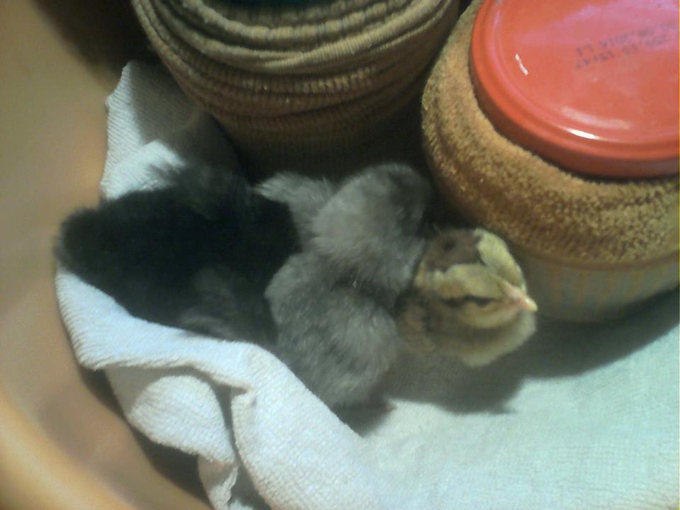 Turulvölgyi Gömböc Tanya