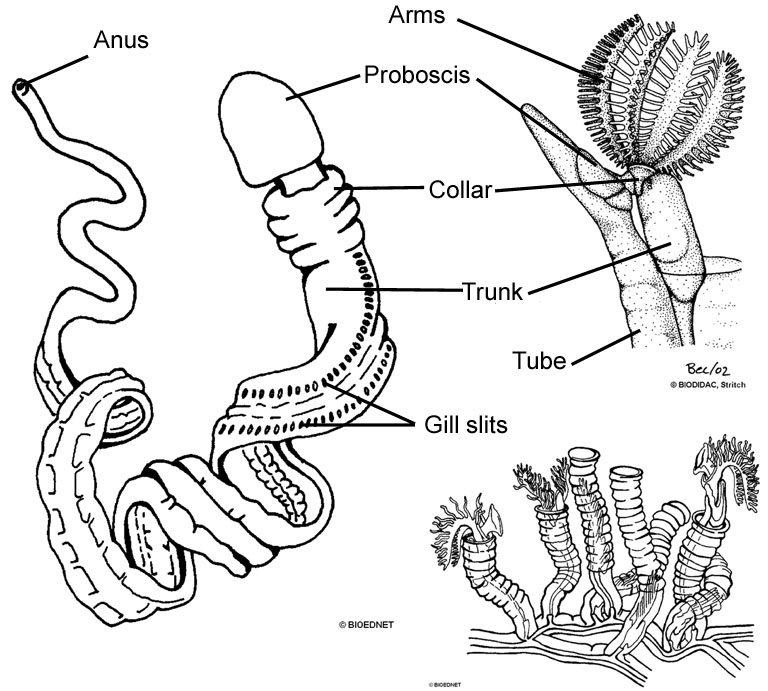 Eternal Menagerie: The early evolution of Echinoderms