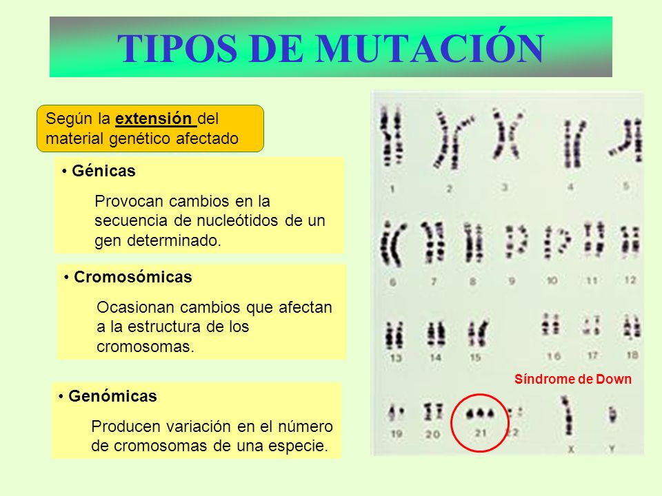 Mutaciones : Mutación