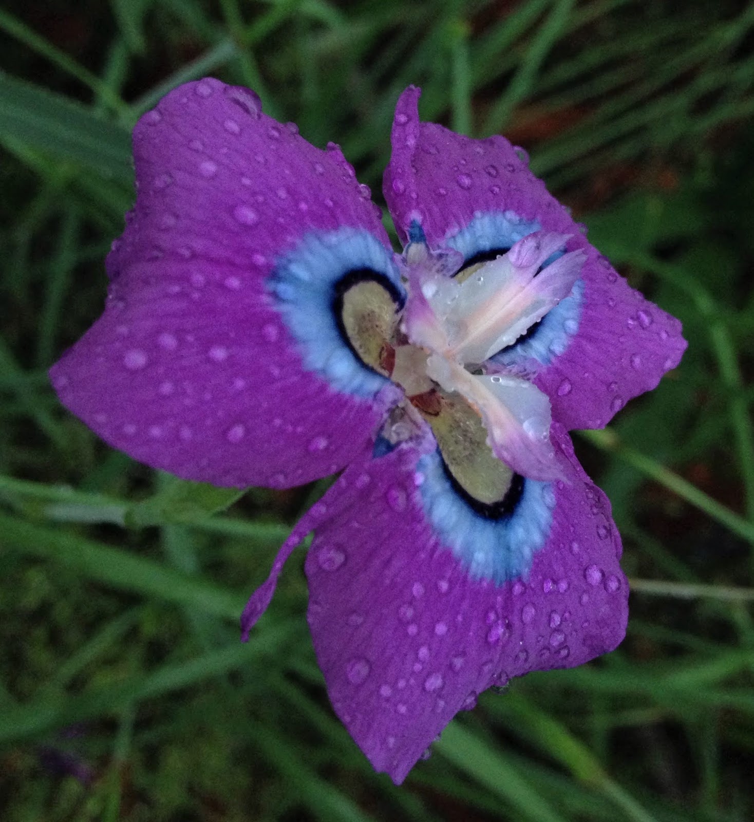 Growing Cool Plants: Moraea villosa Color Forms