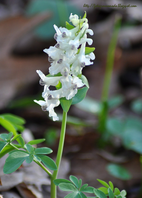 In linii mari: Primele flori de primavara