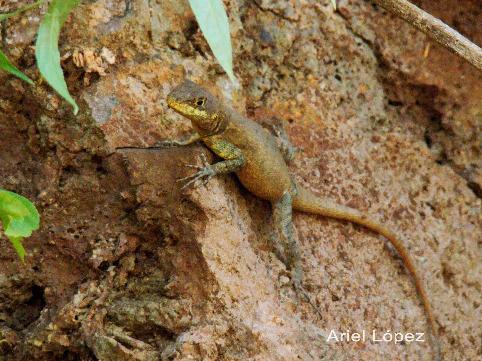 Herpetozona: Fichas de Reptiles