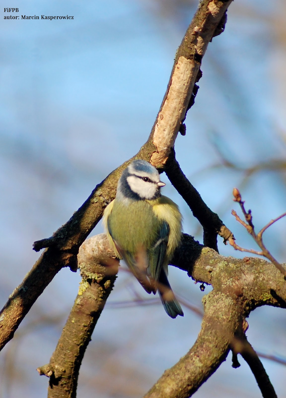 Fauna i Flora Puszczy Białowieskiej: Modraszka - Parus caeruleus
