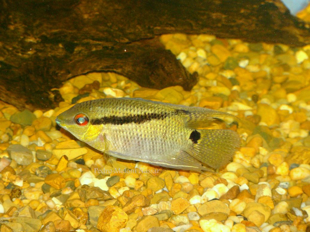 Fauna Brasileira: acará-boari