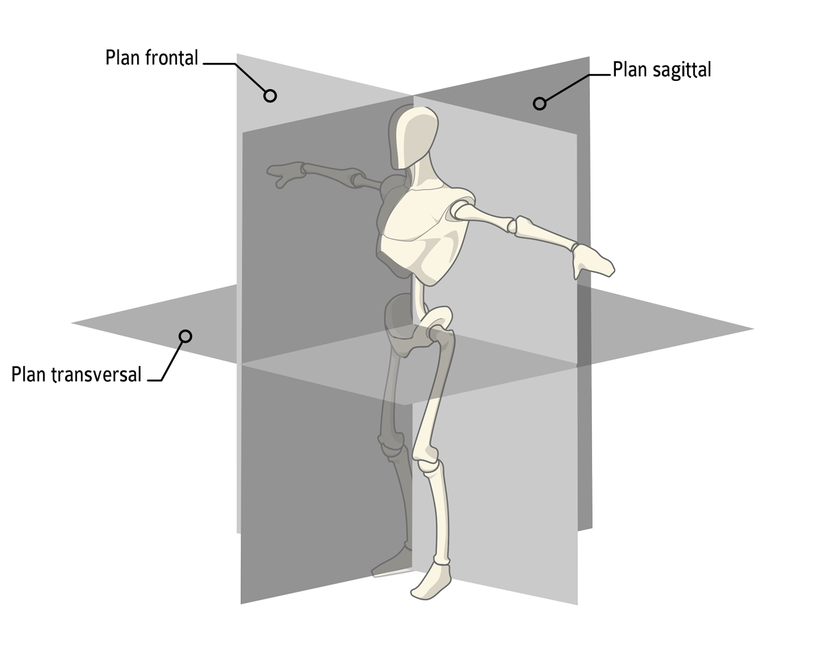 Réussir son BPJEPS: Anatomie