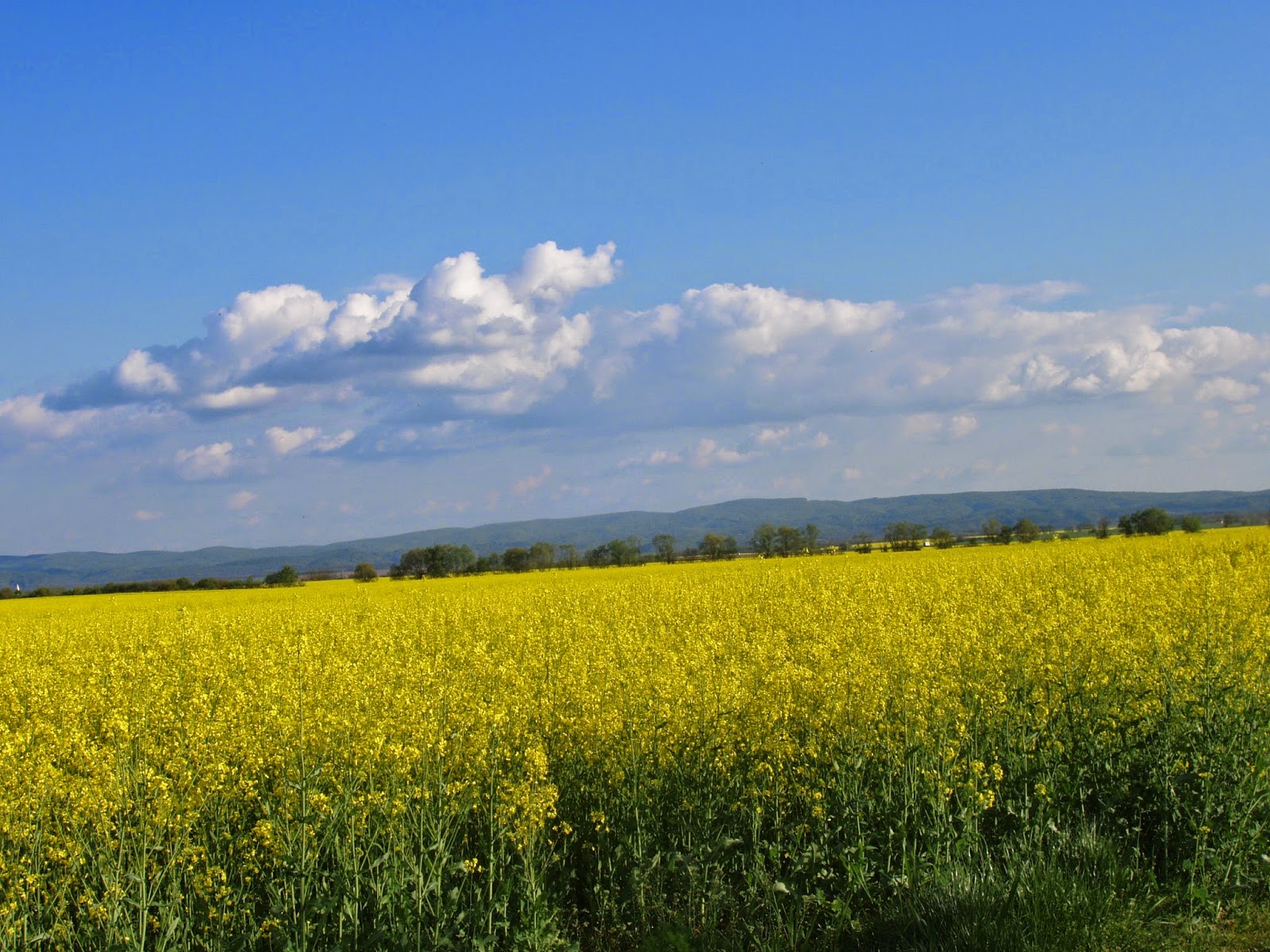 BETEL, BANYAN, BASIL & BAMBOO: Wine Tasting in Slavonia