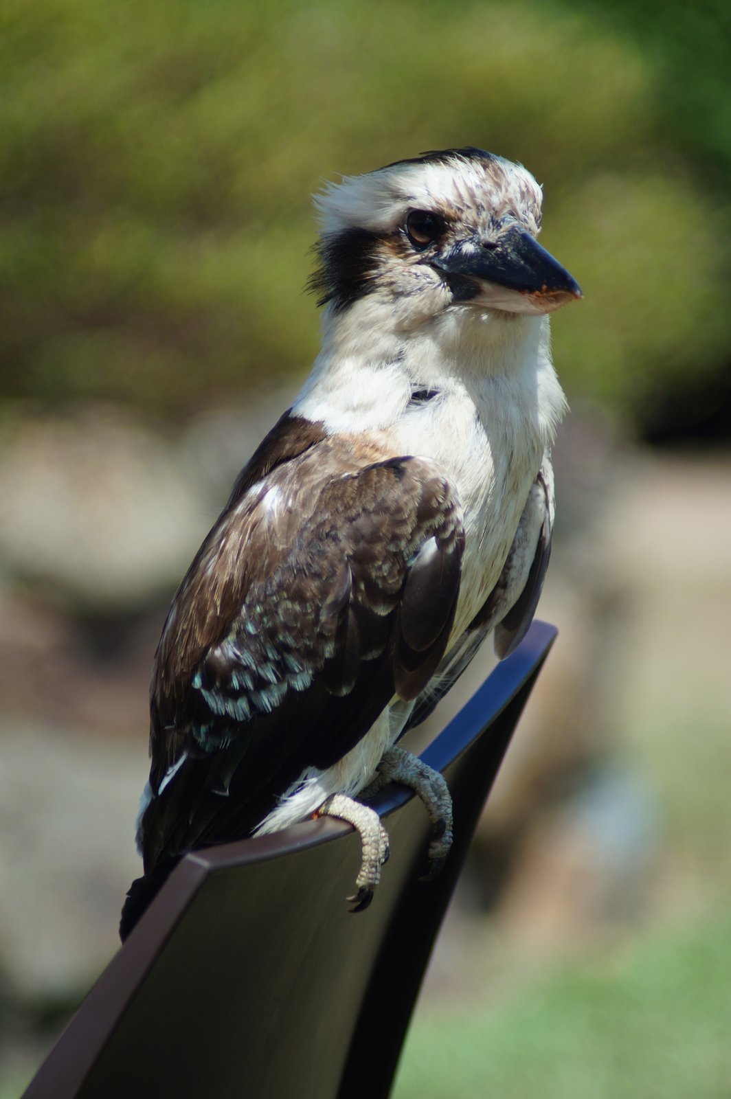 Magi and Sam: Kukabura