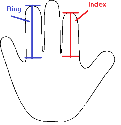 About ring finger and index finger