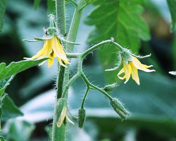 Huerto Casero de Quiquet: El tomate