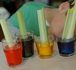 Celery and Food Coloring Experiment - Projects for Children