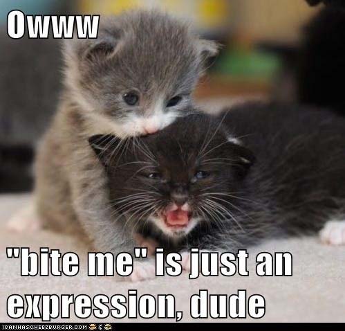 Photography: LOLCats - Owww "Bite" Me Is Just An Expression, Dude