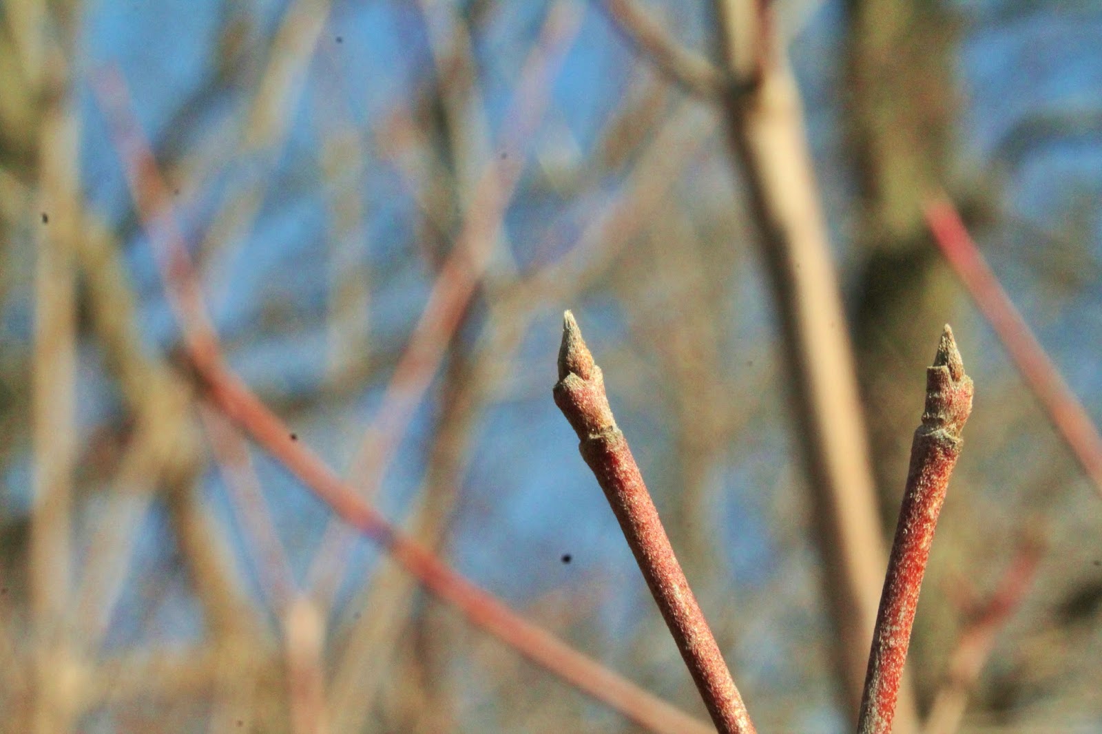 Nature Devotions : March 2015