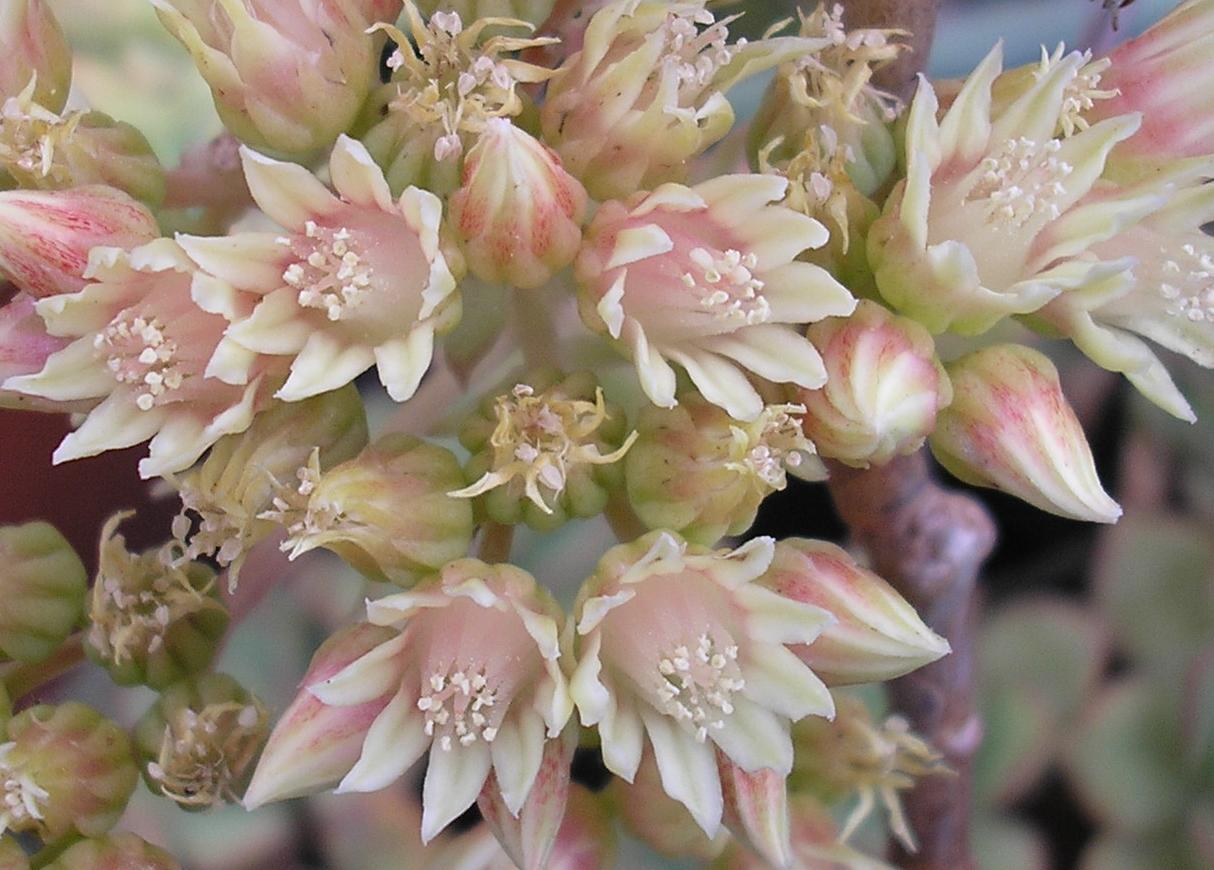 Terra Nostra: ROSA DE PIEDRA - Aeonium haworthii