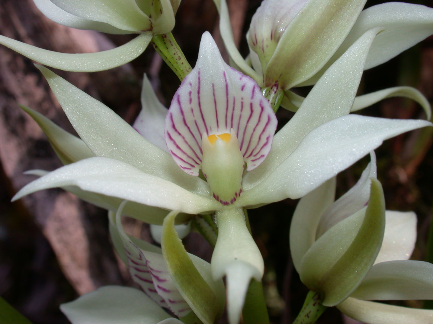 Asociación Jalisciense de Orquideología: Descripciones de Plantas (O a P)