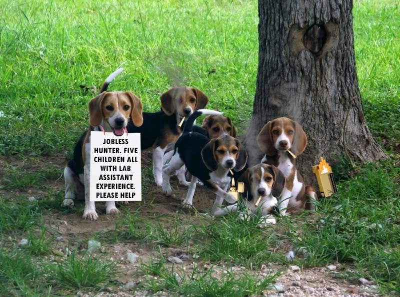 Punching Swans: Smoking Beagles