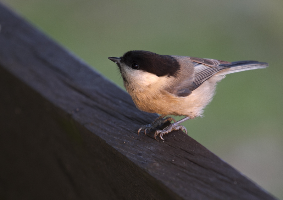 De Vogelkijker!: Pareltjes van de herfst.