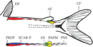 Virginia Tech Ichthyology Class : Enigma of the Adipose Fin, by Don Orth