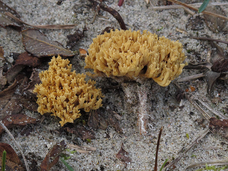 HONGOS DE AMERICA Y OTROS CONTINENTES: FAMILIA RAMARIACEAE EN EL MUNDO