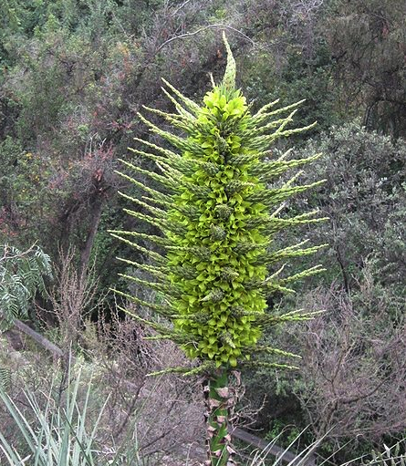 Top 10 Badass Plants And Trees | M bizarre