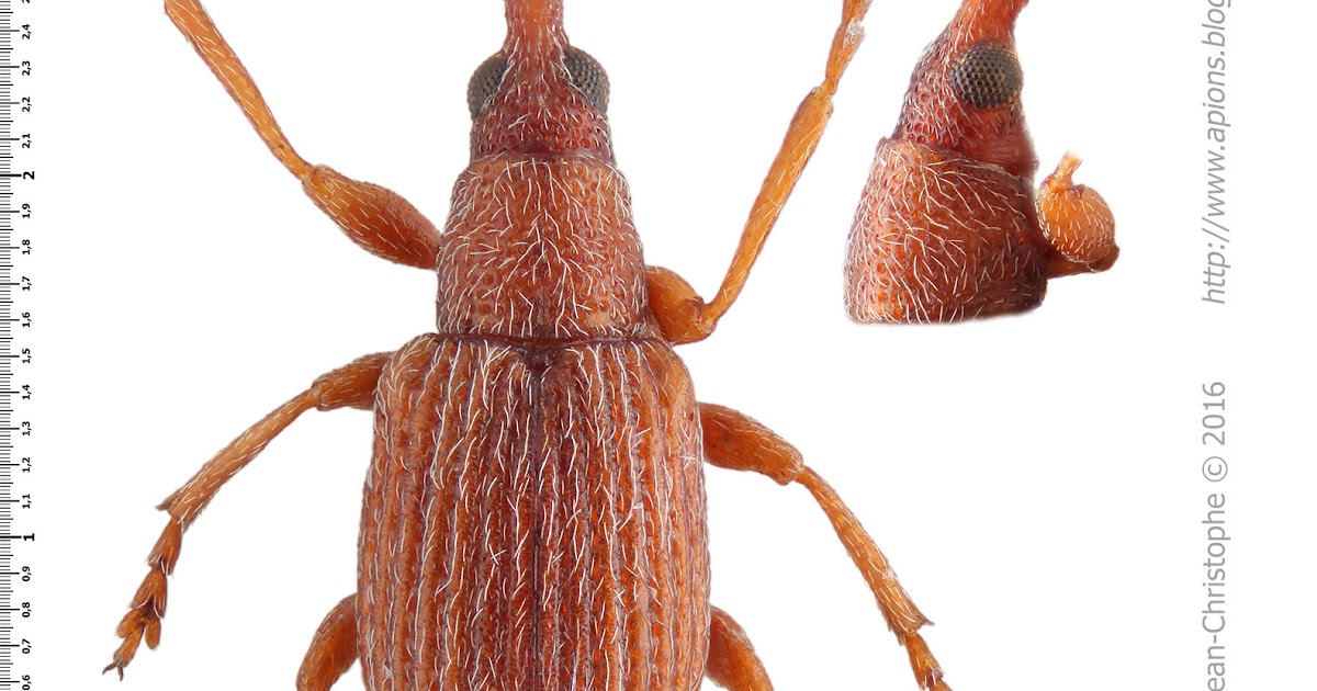 Apions de France: Apion rubens