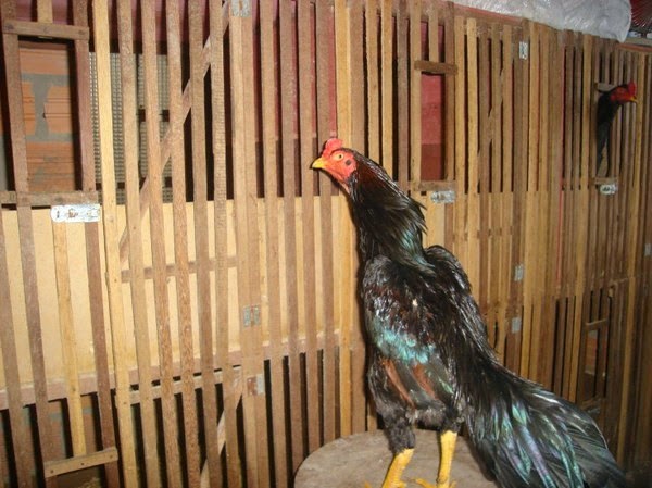 GALOS DE COMBATE BRASIL #2021: UM DOS GALOS MAIS FAMOSOS DO BRASIL