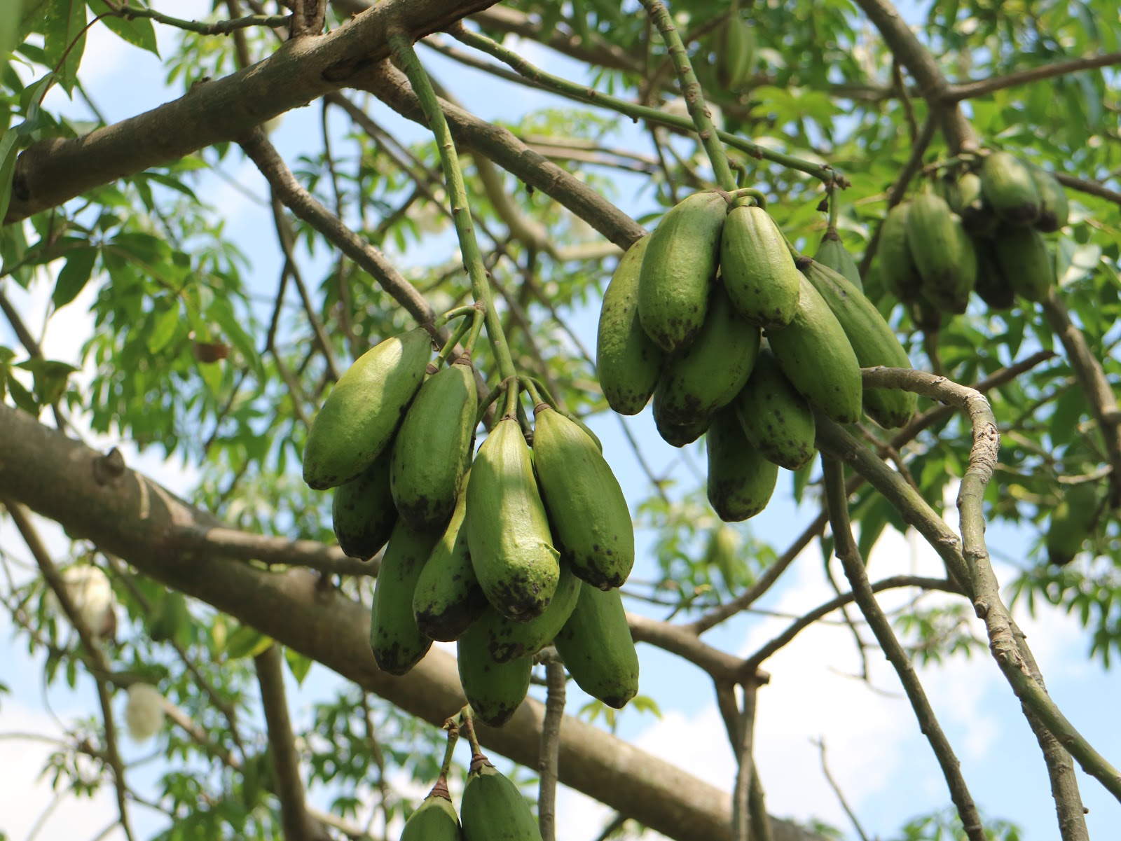 antara sejarah dan nostalgia: Kekabu