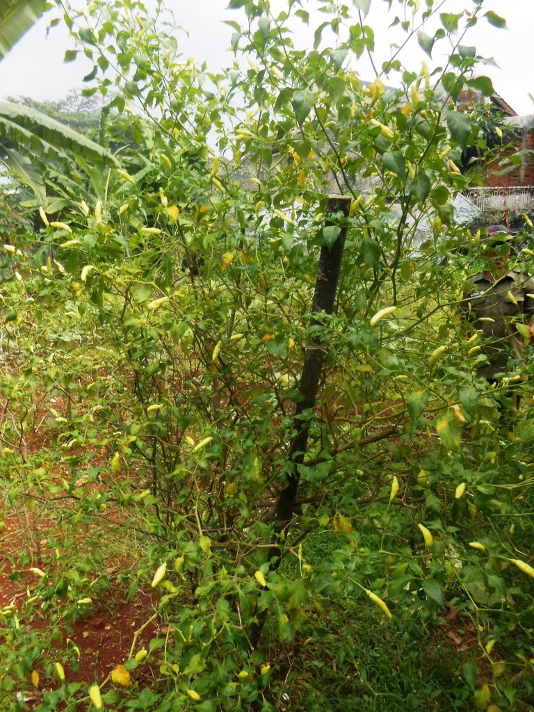 P4S INDONESIA: RUMAH BIBIT & DEMPLOT P2KP CITRA FATMAWATI