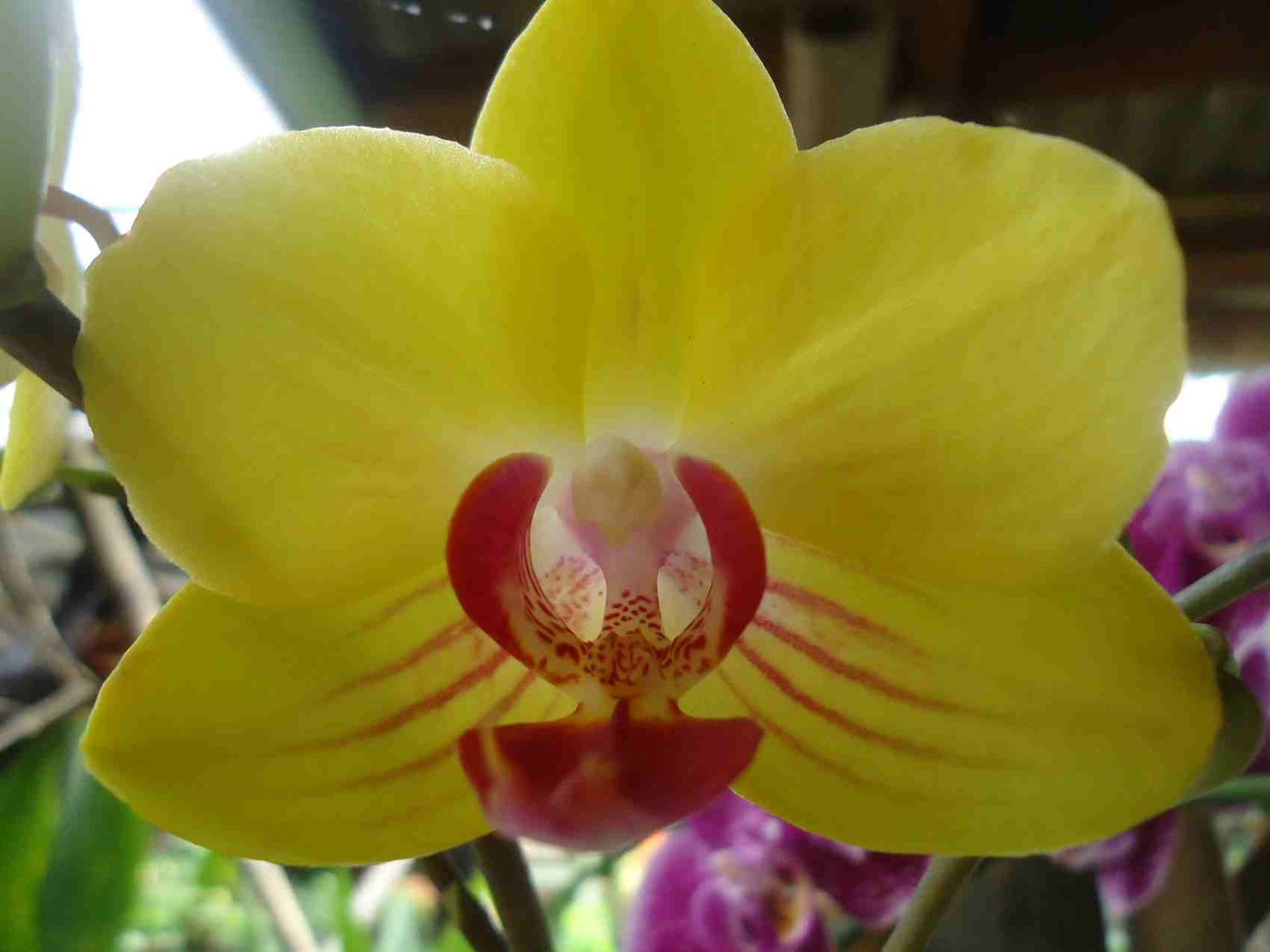 40+ Gambar Bunga Anggrek Warna Kuning Simple Dan Minimalis