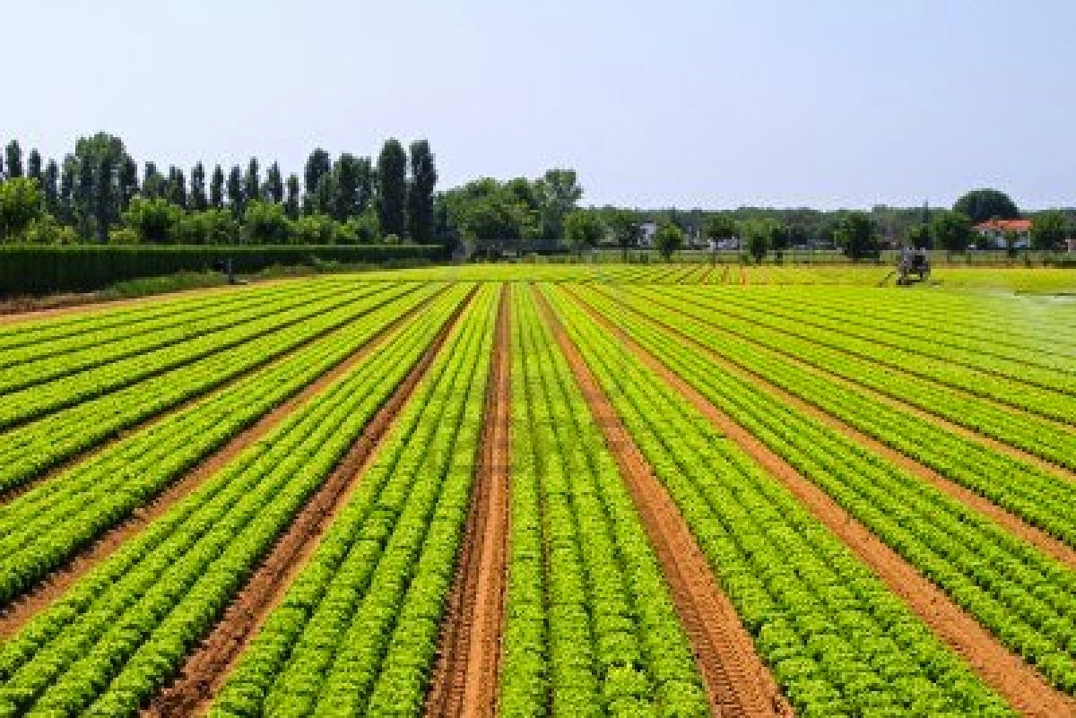 Geoveox: El sector Primario