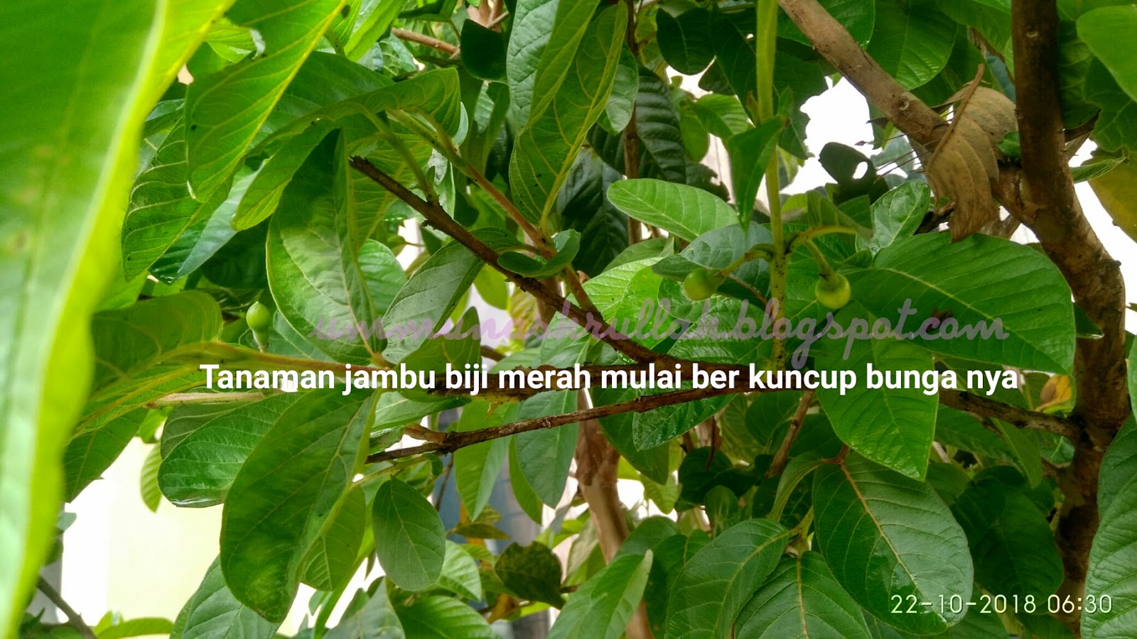 Ummu Nashrullah: Menanam Jambu Biji Merah dari Biji secara Generatif