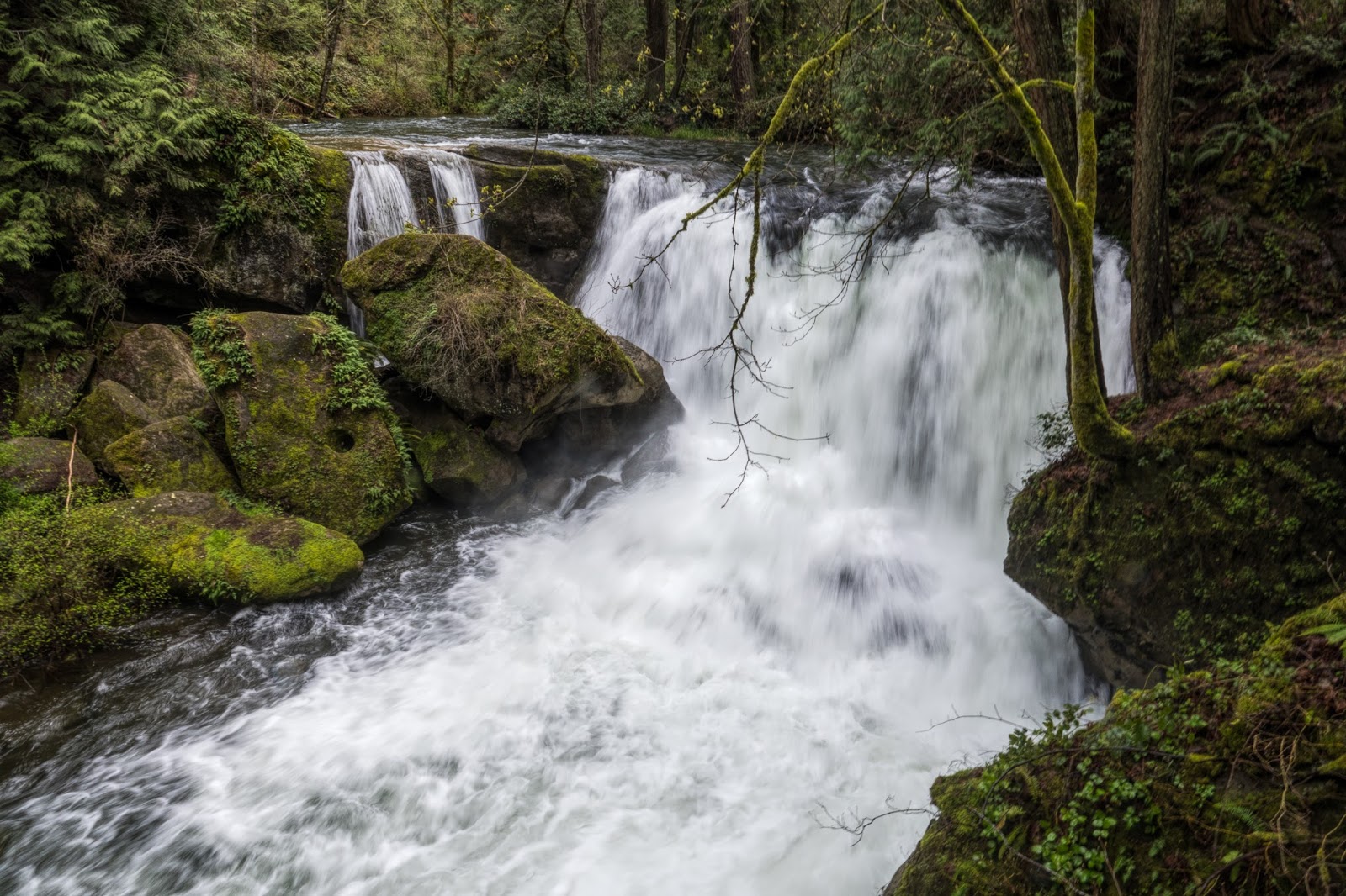 Chaikins of Bellingham: Whatcom Falls Park After the Rains