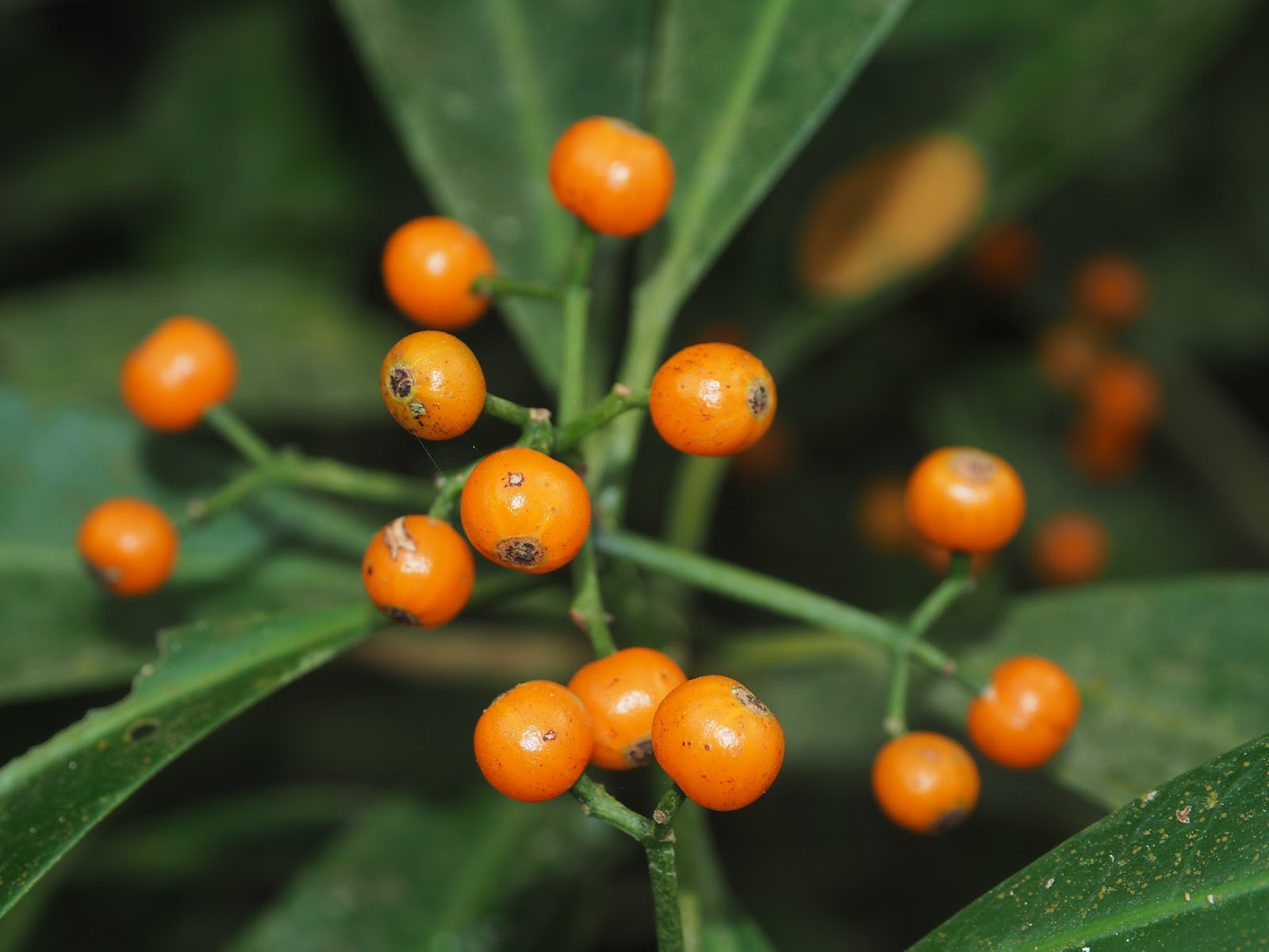 Pure Oxygen Generators: Blooms in Intense March Heat